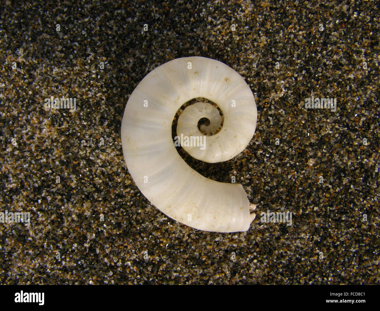 Spiral shell hi-res stock photography and images - Alamy