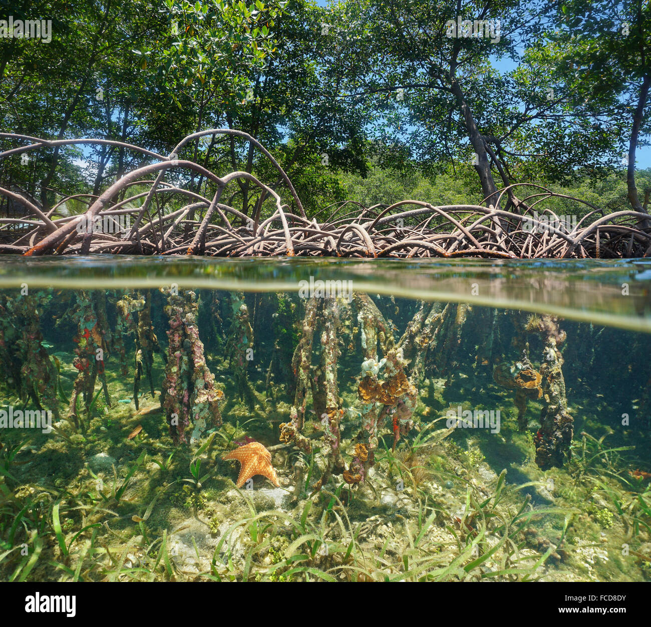 Underwater in mangrove tree roots hi-res stock photography and images ... Underwater in mangrove tree roots hi-res stock photography and images ...