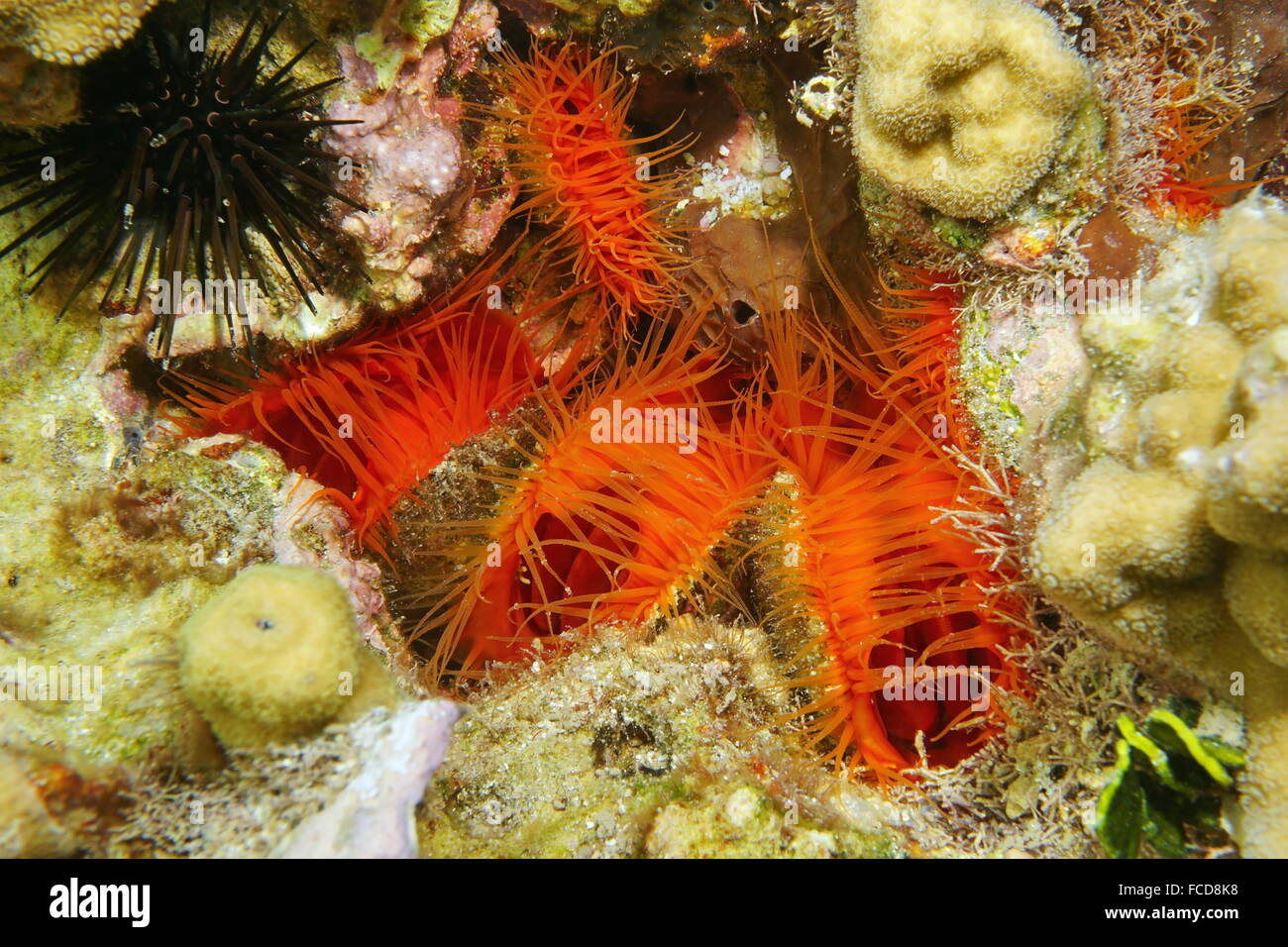 Several bivalve molluscs Flame scallop, Ctenoides scaber, underwater on ...