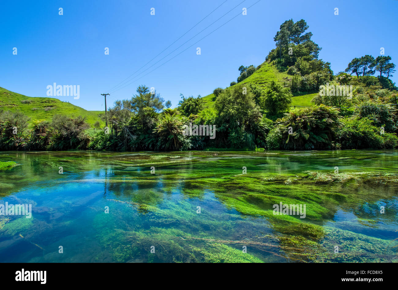 Blue Spring which is located at Te Waihou Walkway,Hamilton New Zealand ...