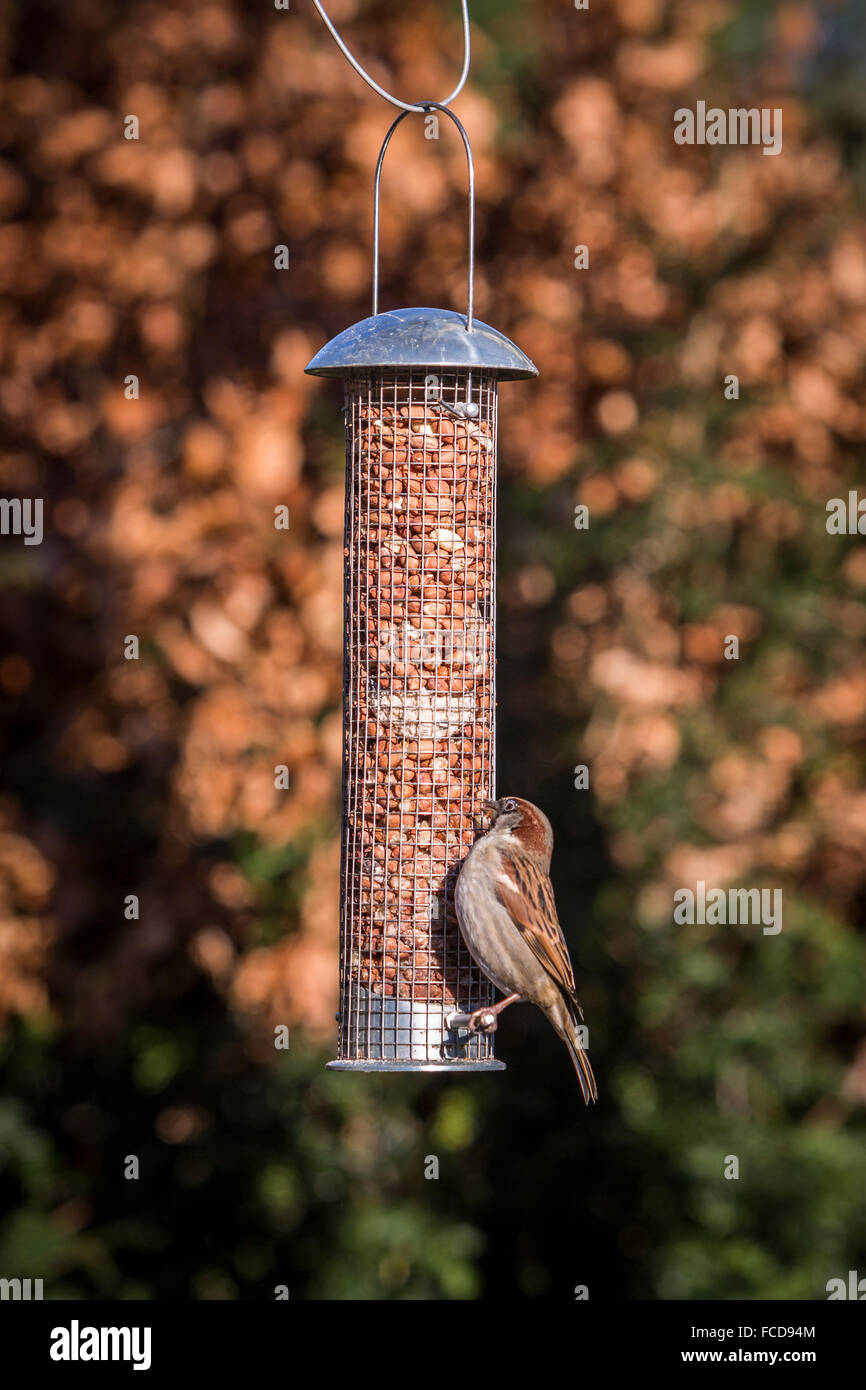 Adult male House Sparrow on garden nut feeder, English country garden ...