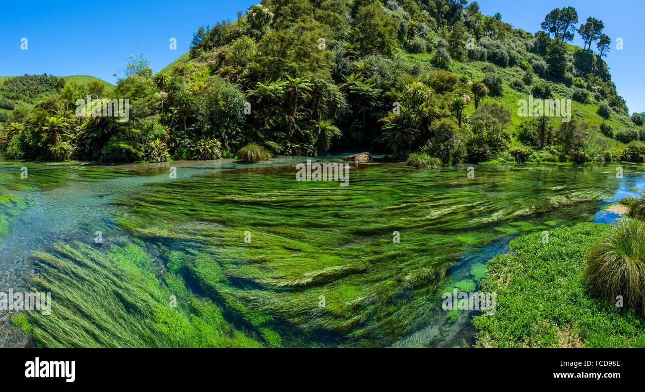 Blue Spring which is located at Te Waihou Walkway,Hamilton New Zealand ...