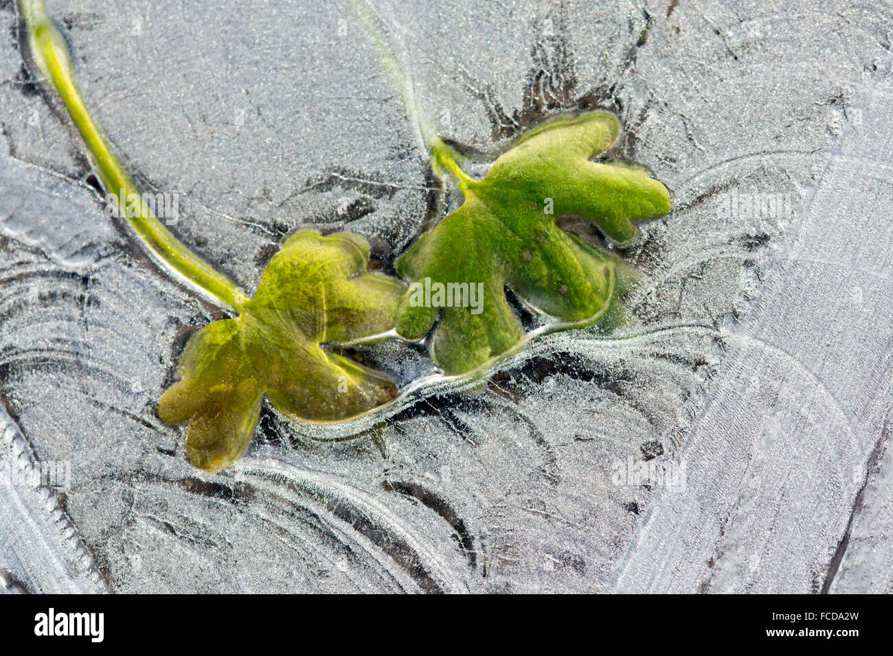 Netherlands, Putten, Arkemheen Polder, ice on pool of water. Frozen ...
