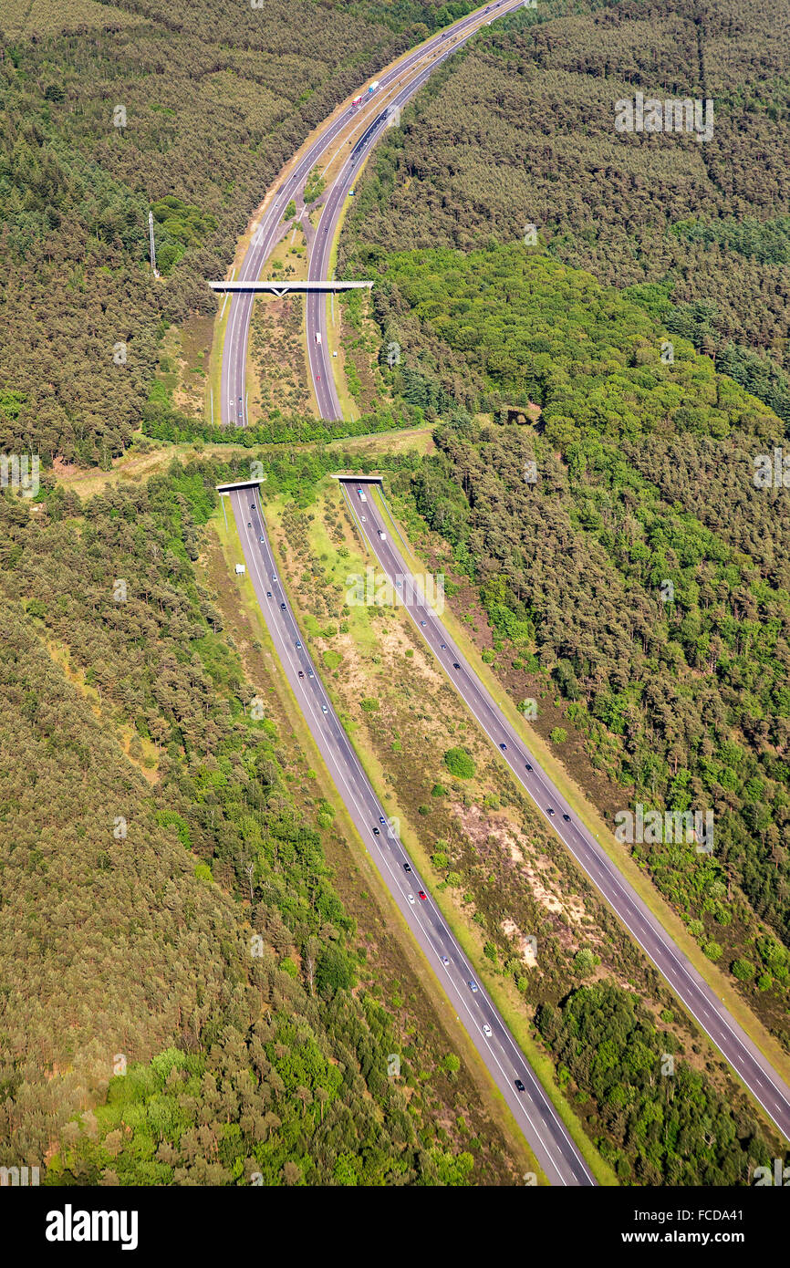 The Netherlands, Kootwijk. Motorway and eco crossover for fauna ...