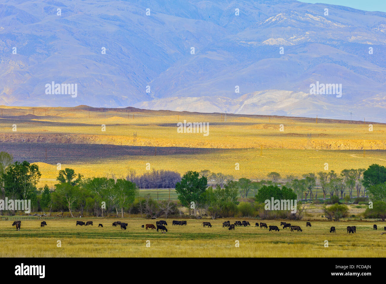 Grazing mountainous natural open spaces range range land remote rural ...
