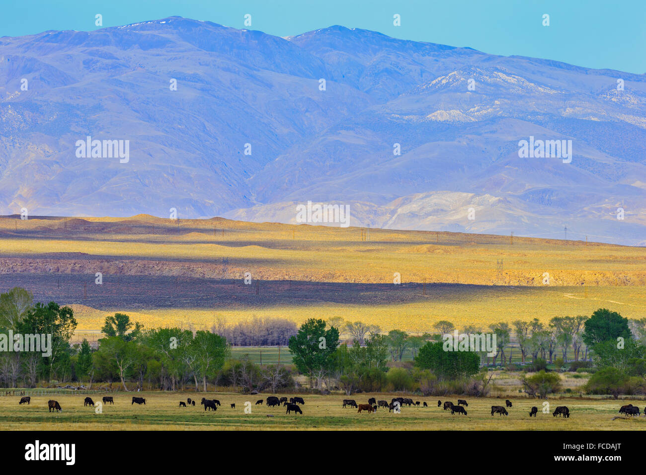 Grazing mountainous natural open spaces range range land remote rural ...