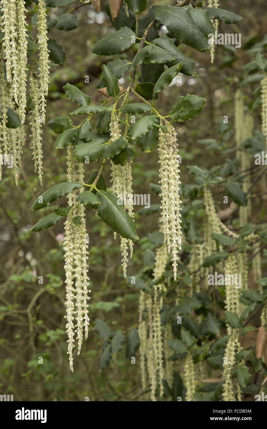 Silk Tassel bush, Garrya elliptica 'James Roof' in flower Stock Photo ...