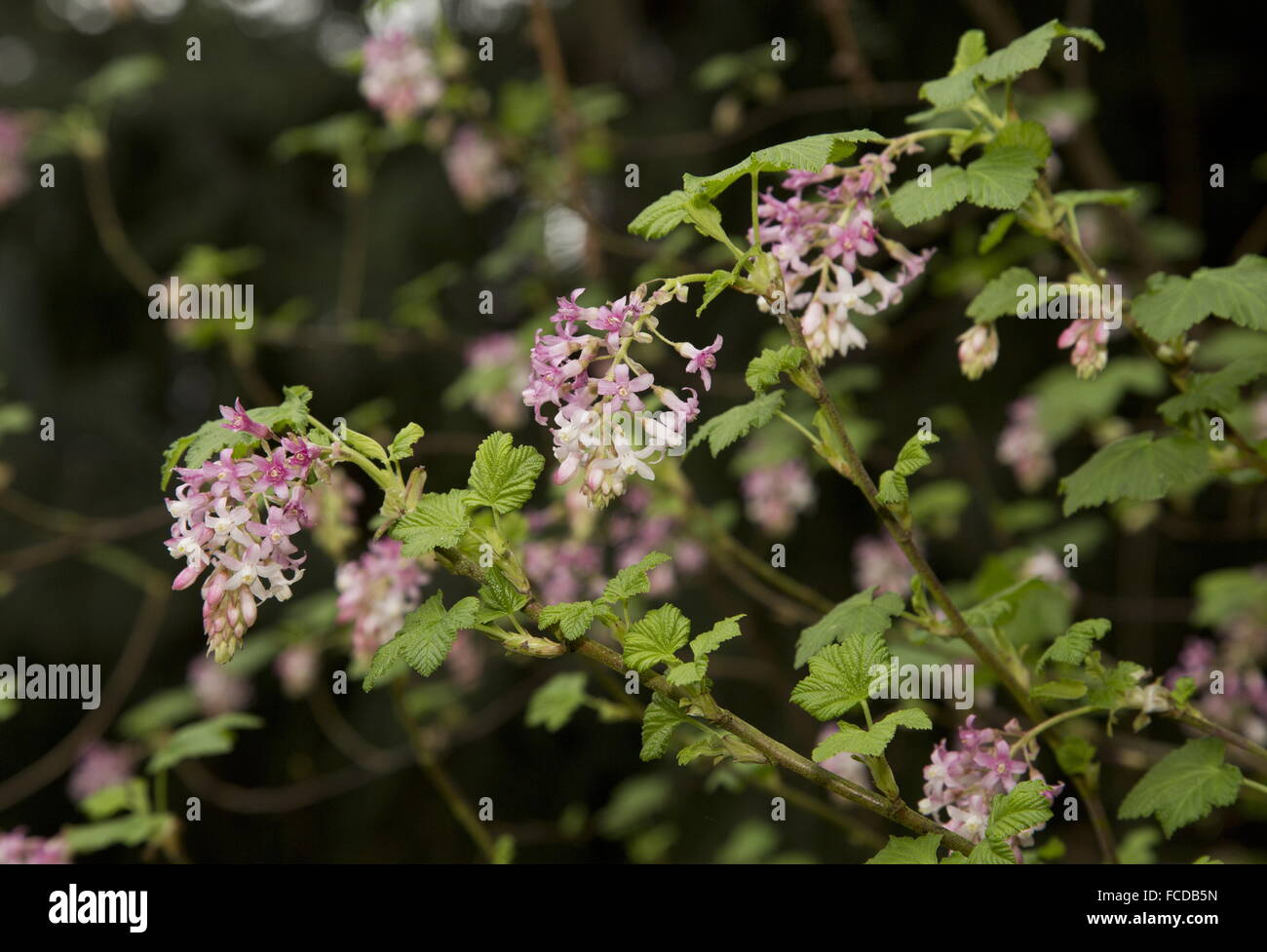 Stink currant, Ribes bracteosum, in flower; california Stock Photo - Alamy