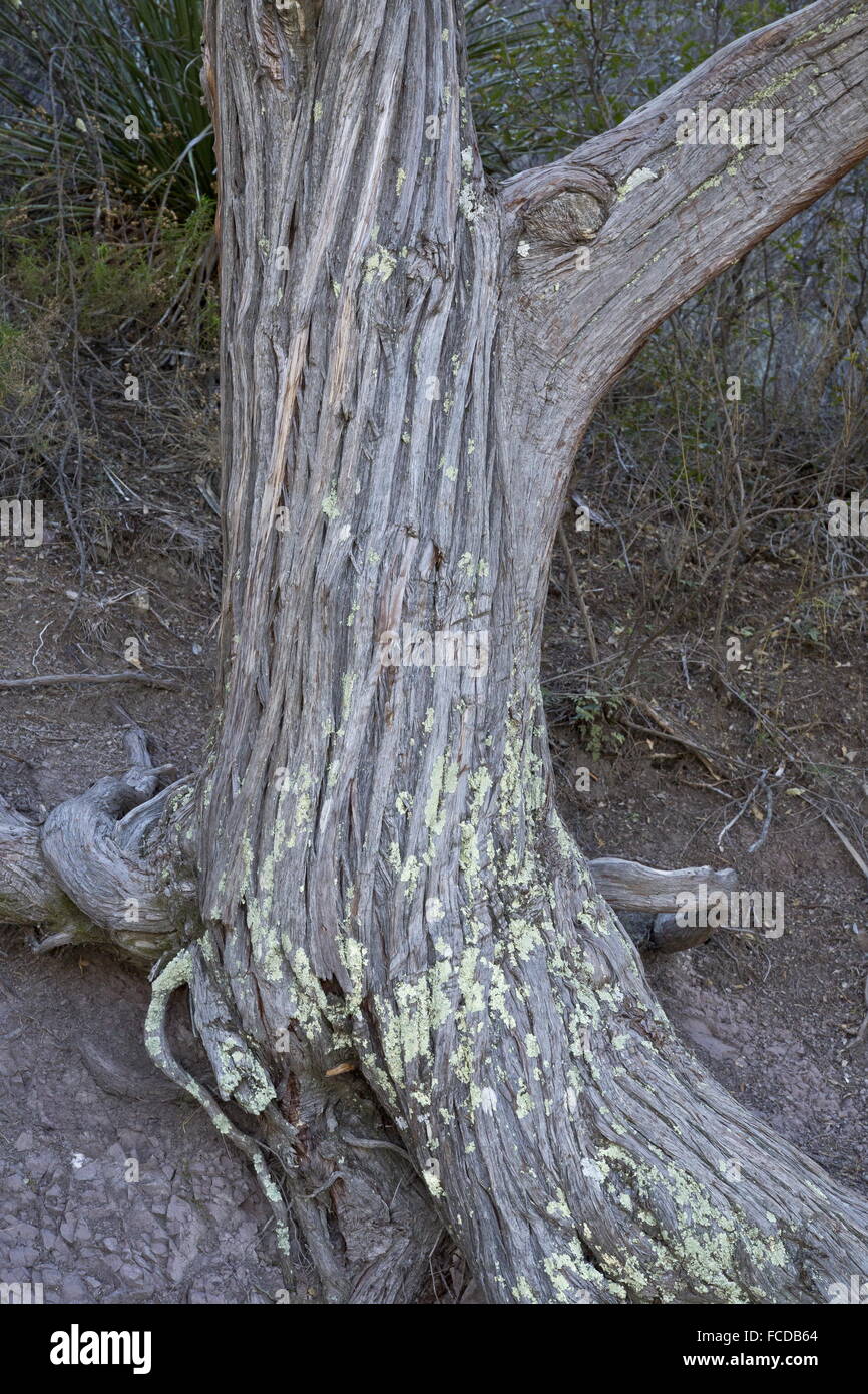 Drooping juniper, Juniperus flaccida, trunk. Big Bend, Texas Stock ...