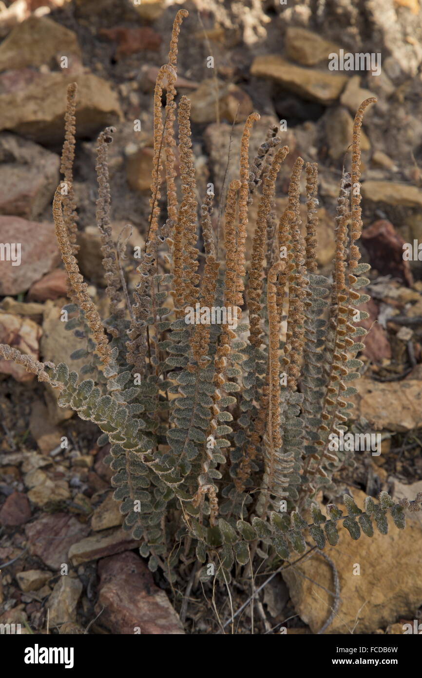 Wholeleaf cloak fern hi-res stock photography and images - Alamy