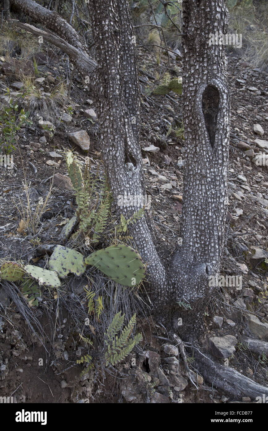 Bark of Alligator juniper, Juniperus deppeana, in the Chisos mountains ...