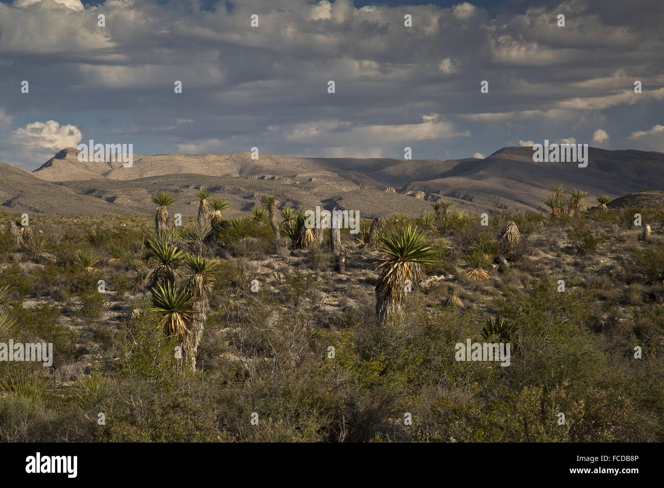 Spanish dagger or Torrey Yucca, Yucca faxoniana, on Dagger Flats, with ...