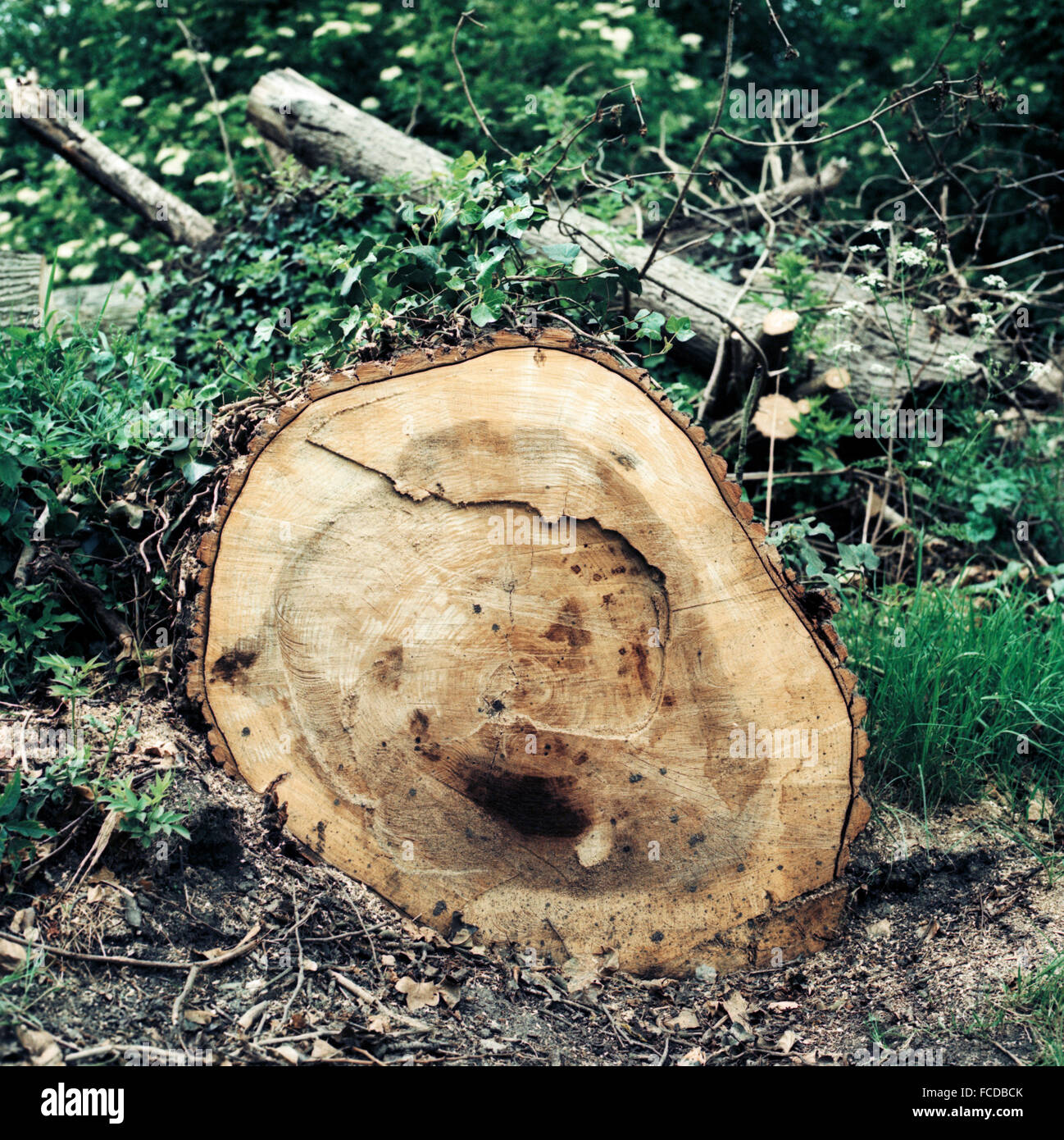 Log In Forest Stock Photo - Alamy