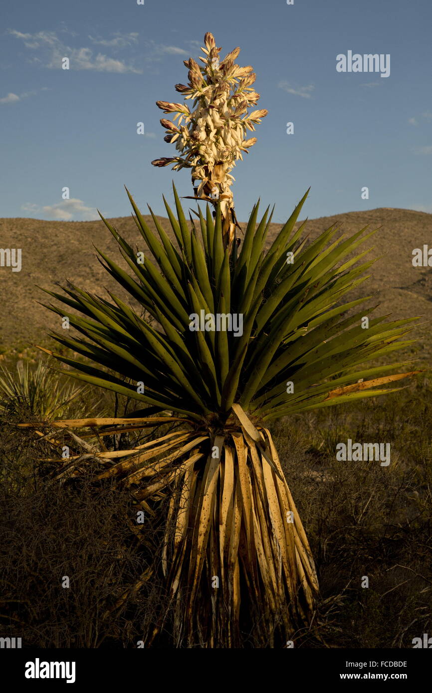 Spanish dagger or Torrey Yucca, Yucca faxoniana, in flower; on Dagger ...