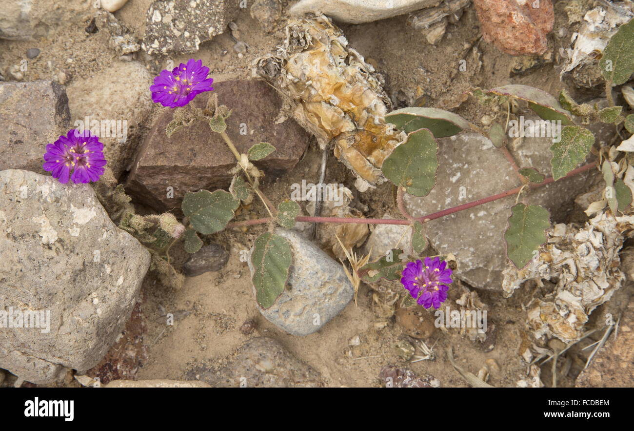 Trailing four o'clock, Allionia incarnata, in flower, Big Bend, Texas ...