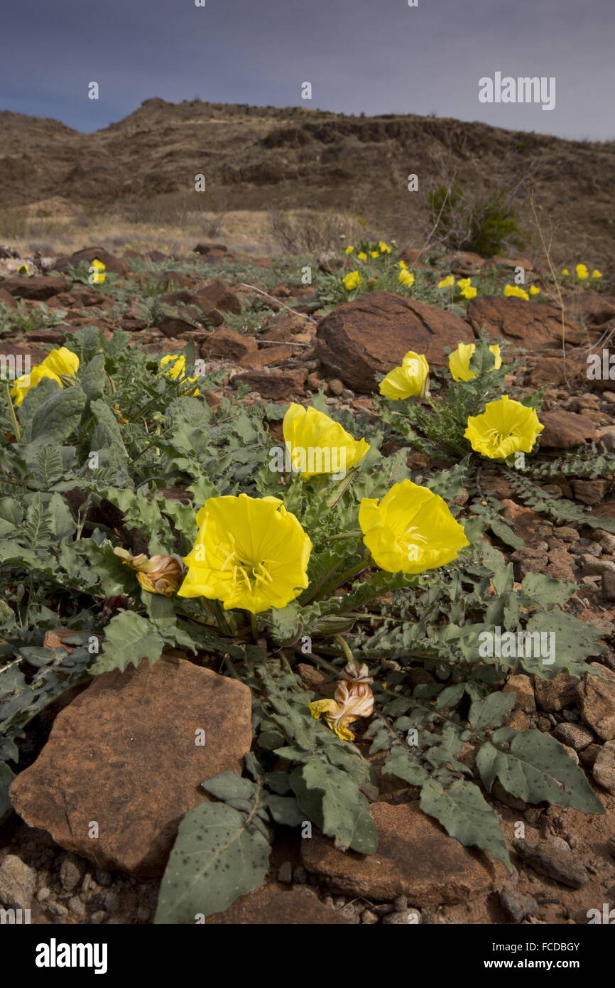 Desert evening primrose, Oenothera primiveris flowering in early spring ...