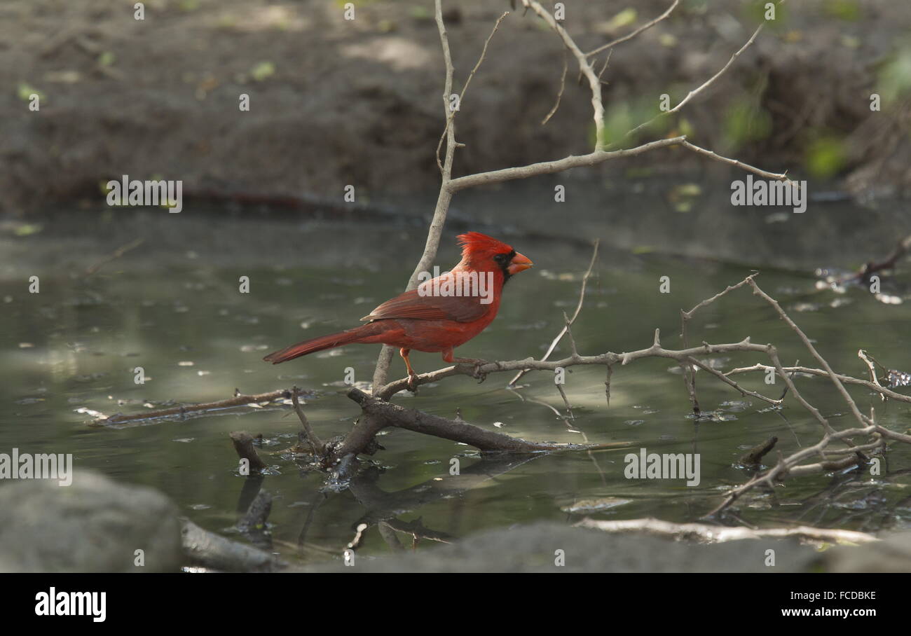 Male Northern Cardinal, Cardinalis cardinalis at pond in winter, Texas ...