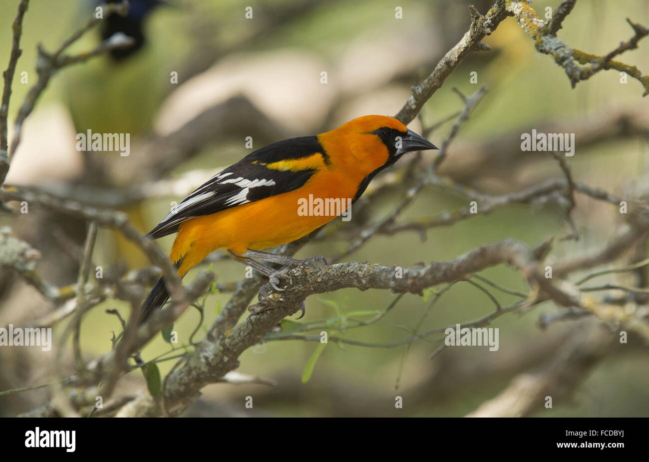 Altamira oriole icterus gularis perched hi-res stock photography and ...
