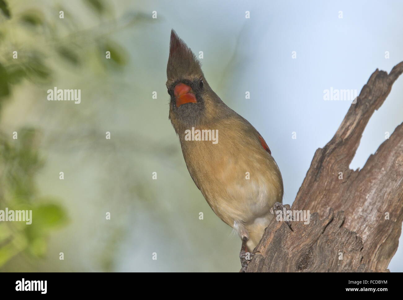 Female Northern Cardinal, Cardinalis cardinalis on branch, Texas Stock ...