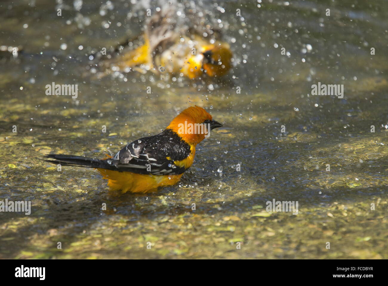 Altamira Oriole, Icterus gularis bathing in shallow pool, in Rio Grande ...