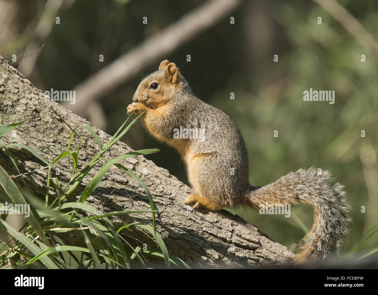 Eastern Fox Squirrel, Sciurus niger feeding in tree; Rio Grande, Texas ...