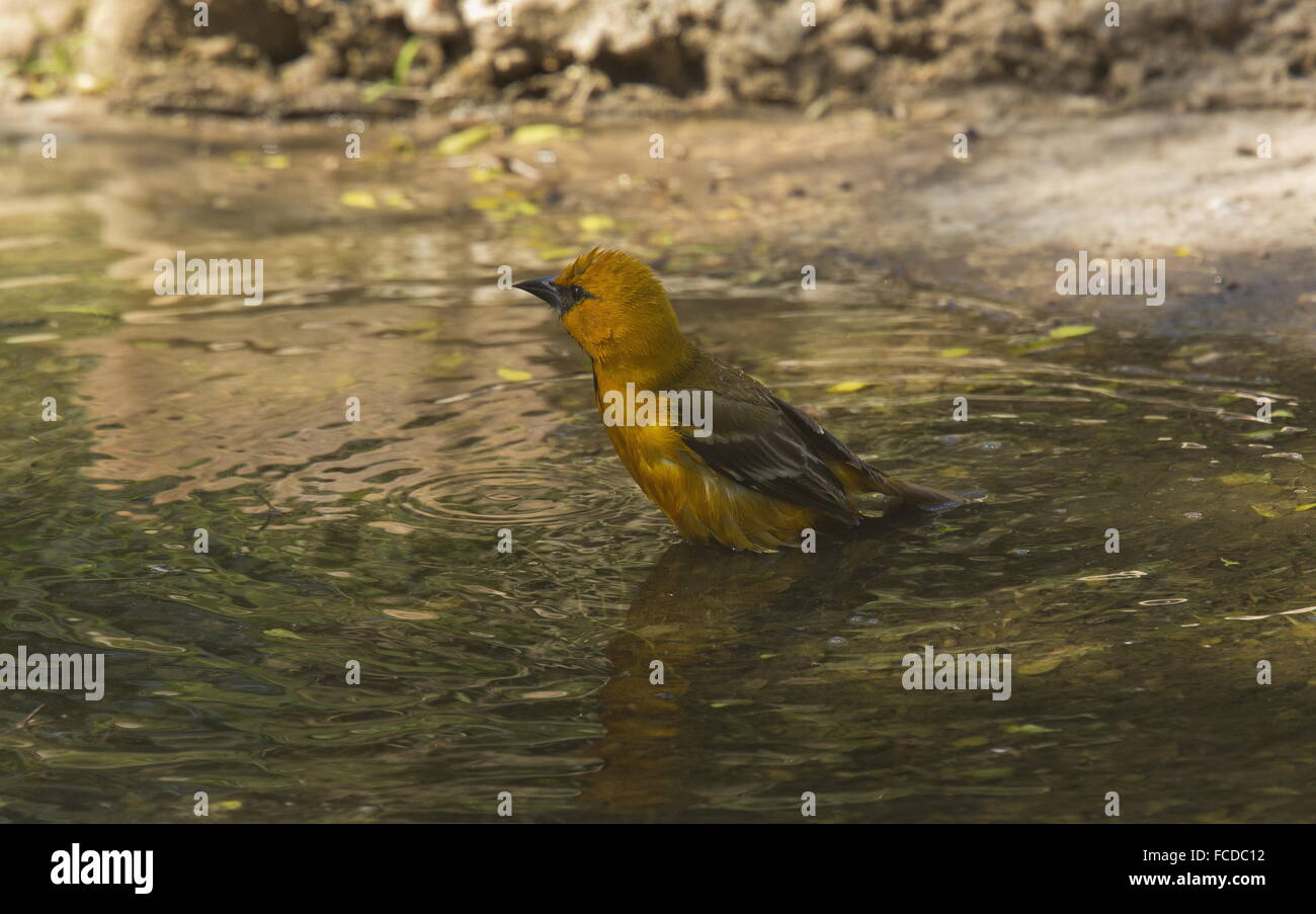 Altamira Oriole, Icterus gularis bathing in shallow pool, in Rio Grande ...