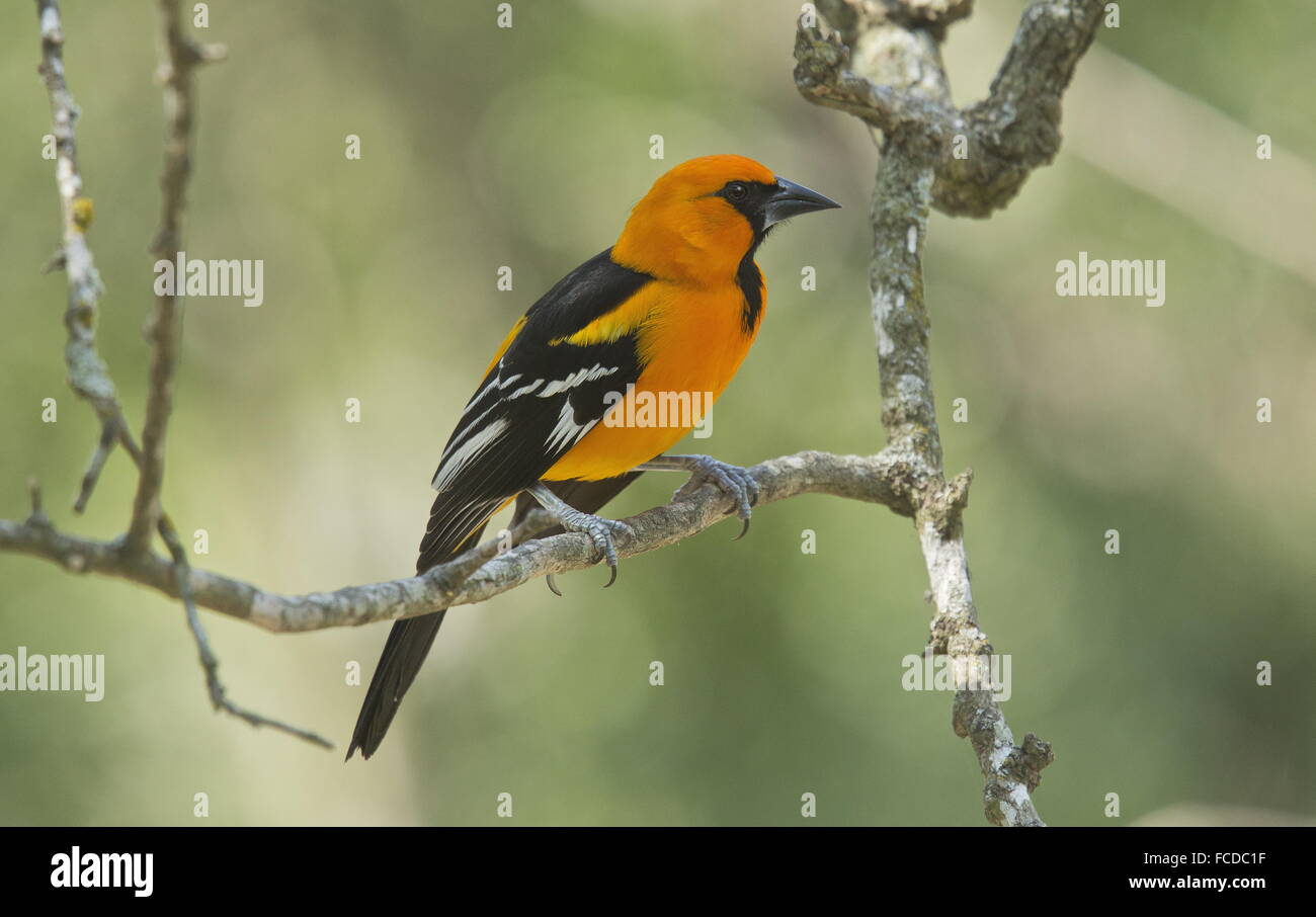 Altamira oriole icterus gularis perched hi-res stock photography and ...