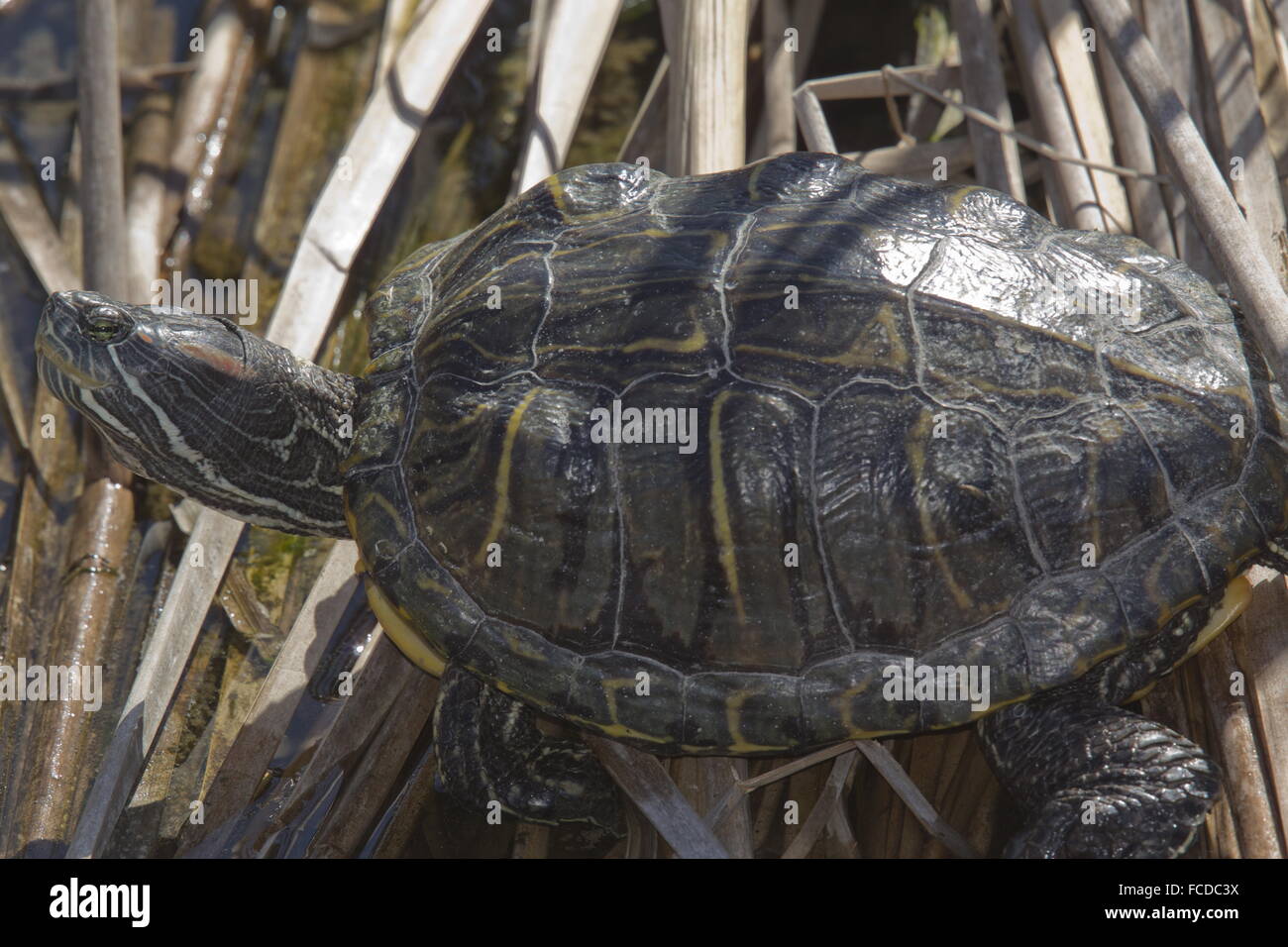 Red-eared slider, Trachemys scripta elegans, basking by lake, Texas ...