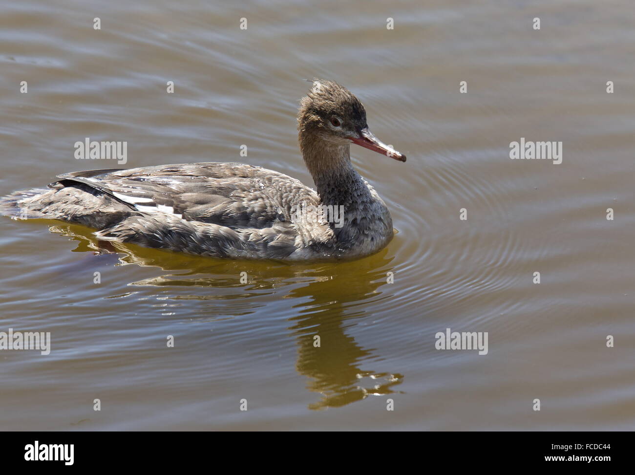 Red breasted merganser female winter plumage hi-res stock photography ...