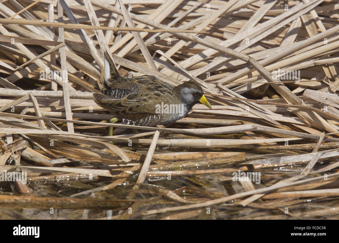 Sora Bird Stock Photos & Sora Bird Stock Images - Alamy