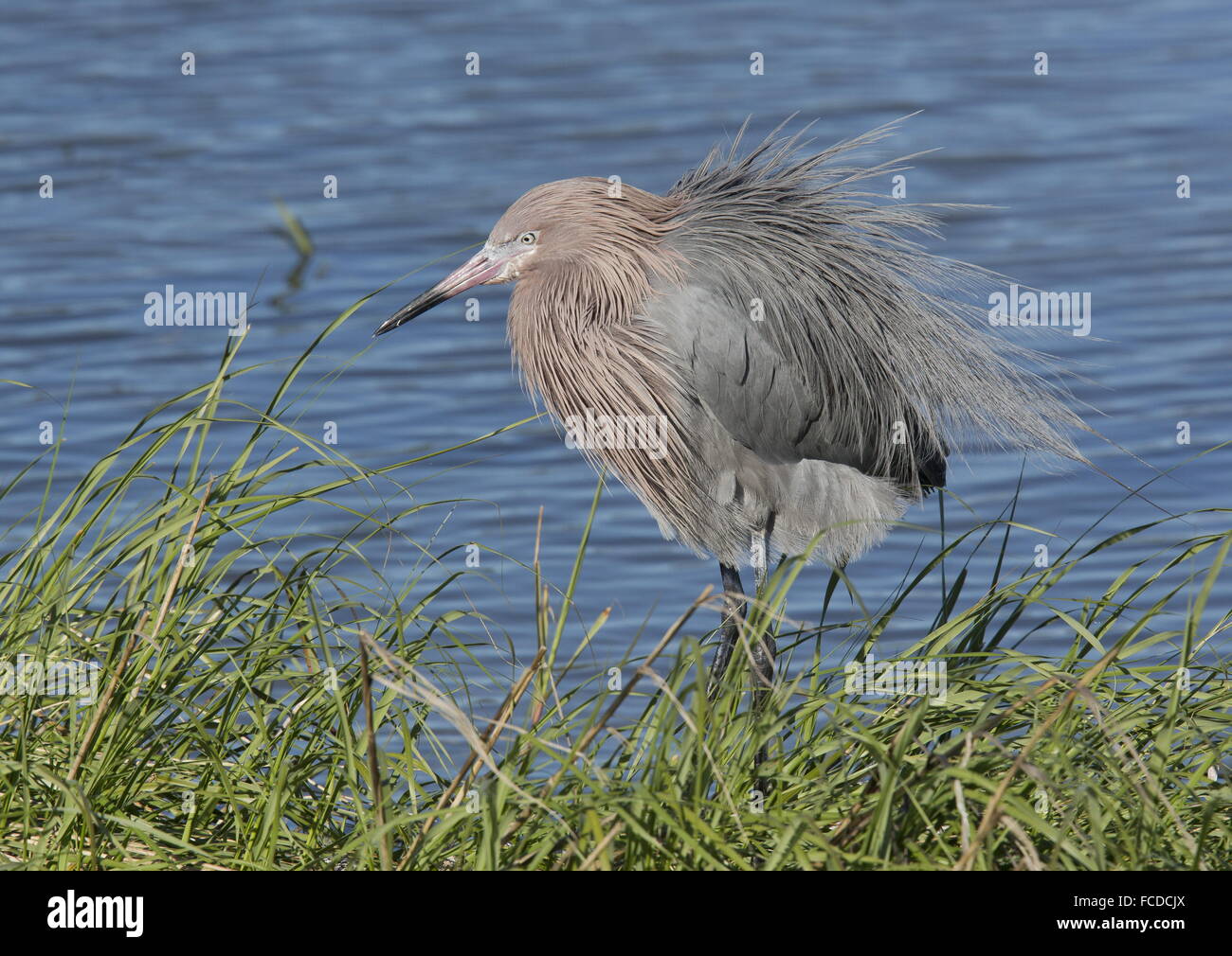 Ruffled bird hi-res stock photography and images - Alamy
