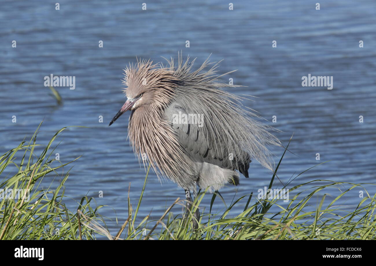 Reddish Egret, Egretta rufescens preening; Texas Stock Photo - Alamy