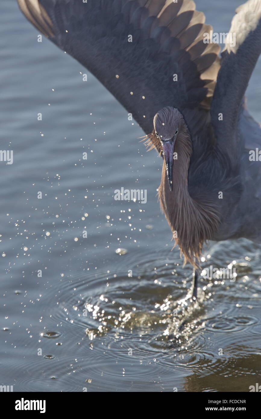 Reddish Egret, Egretta rufescens hunting, in shallow water Stock Photo ...
