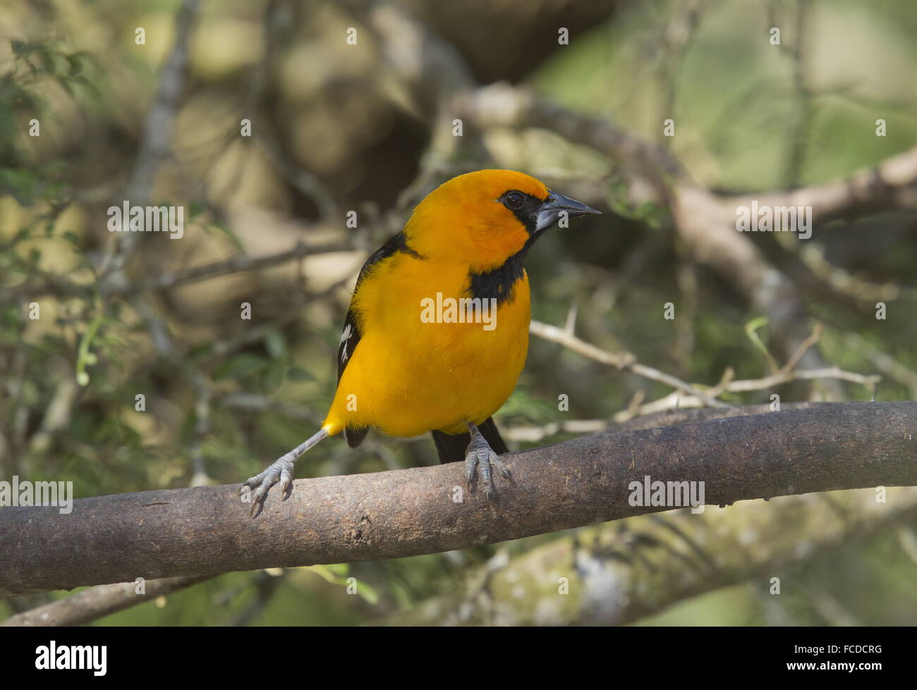 Altamira Oriole, Icterus gularis perched on branch in Rio Grande, Texas ...