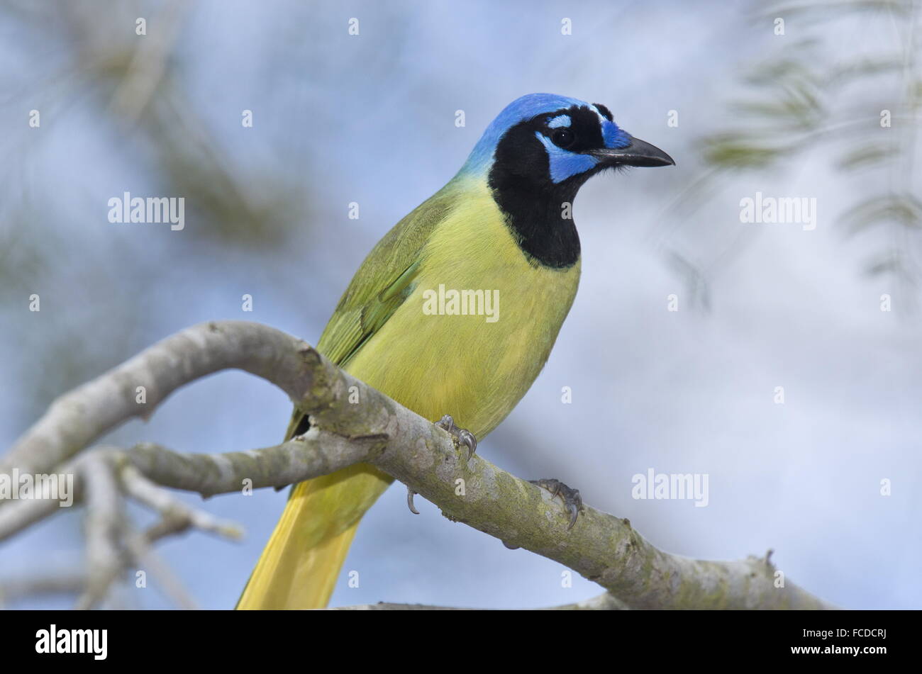 Green Jay or Rio Grande Jay, Cyanocorax yncas perched, in the Rio ...