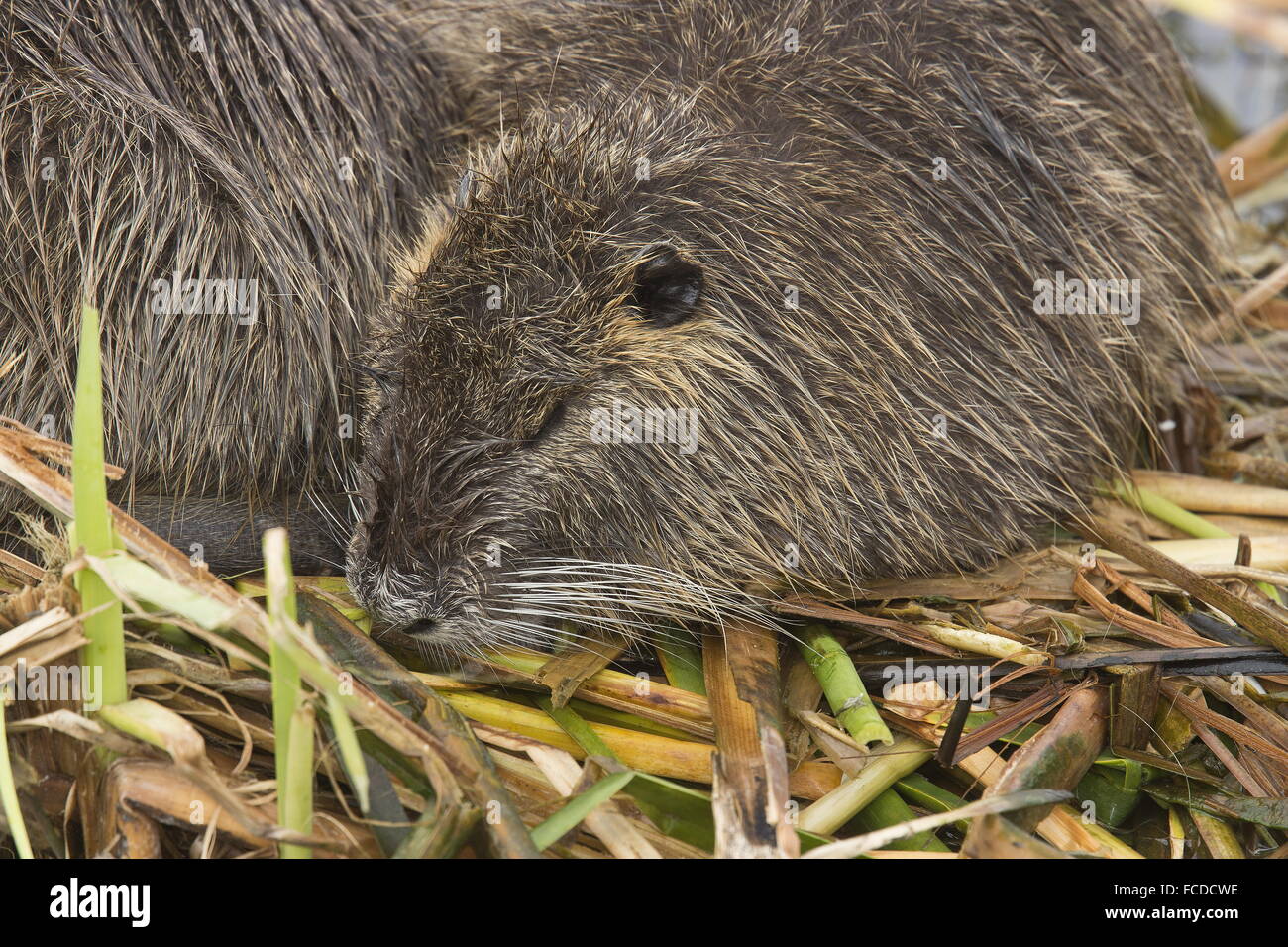 Rat Pair High Resolution Stock Photography and Images - Alamy