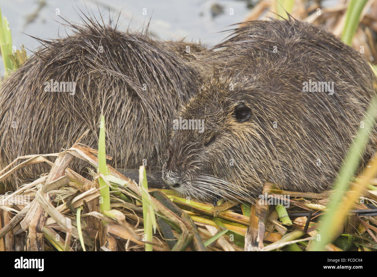Coypu or Nutria, Myocastor coypus, at breeding colony, Port Aransas ...