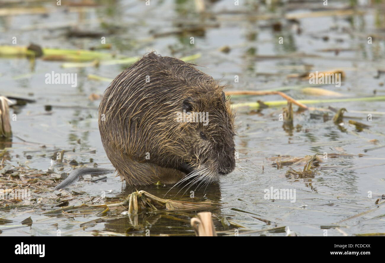 Coypu or Nutria, Myocastor coypus, at breeding colony, Port Aransas ...