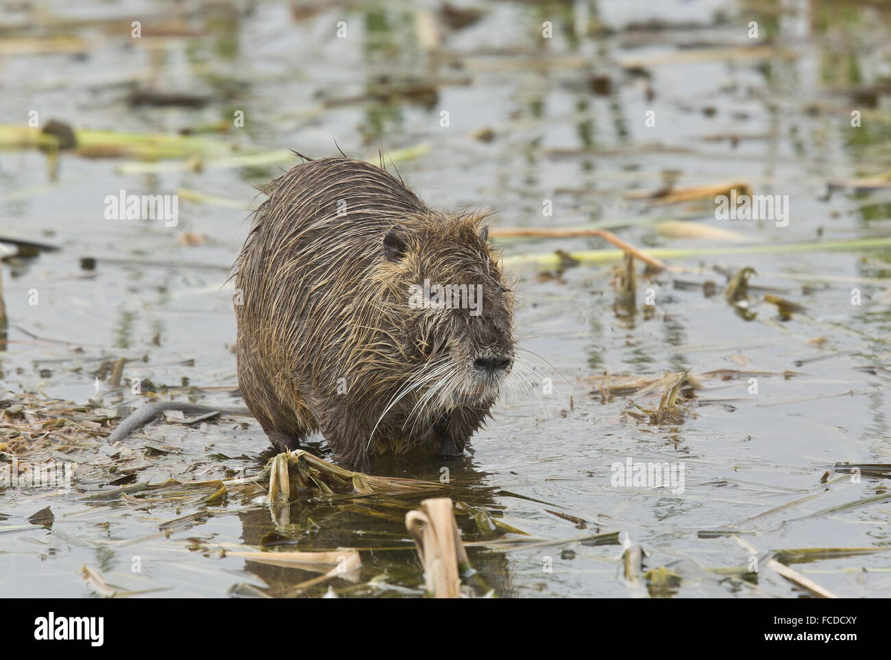 Coypu or Nutria, Myocastor coypus, at breeding colony, Port Aransas ...