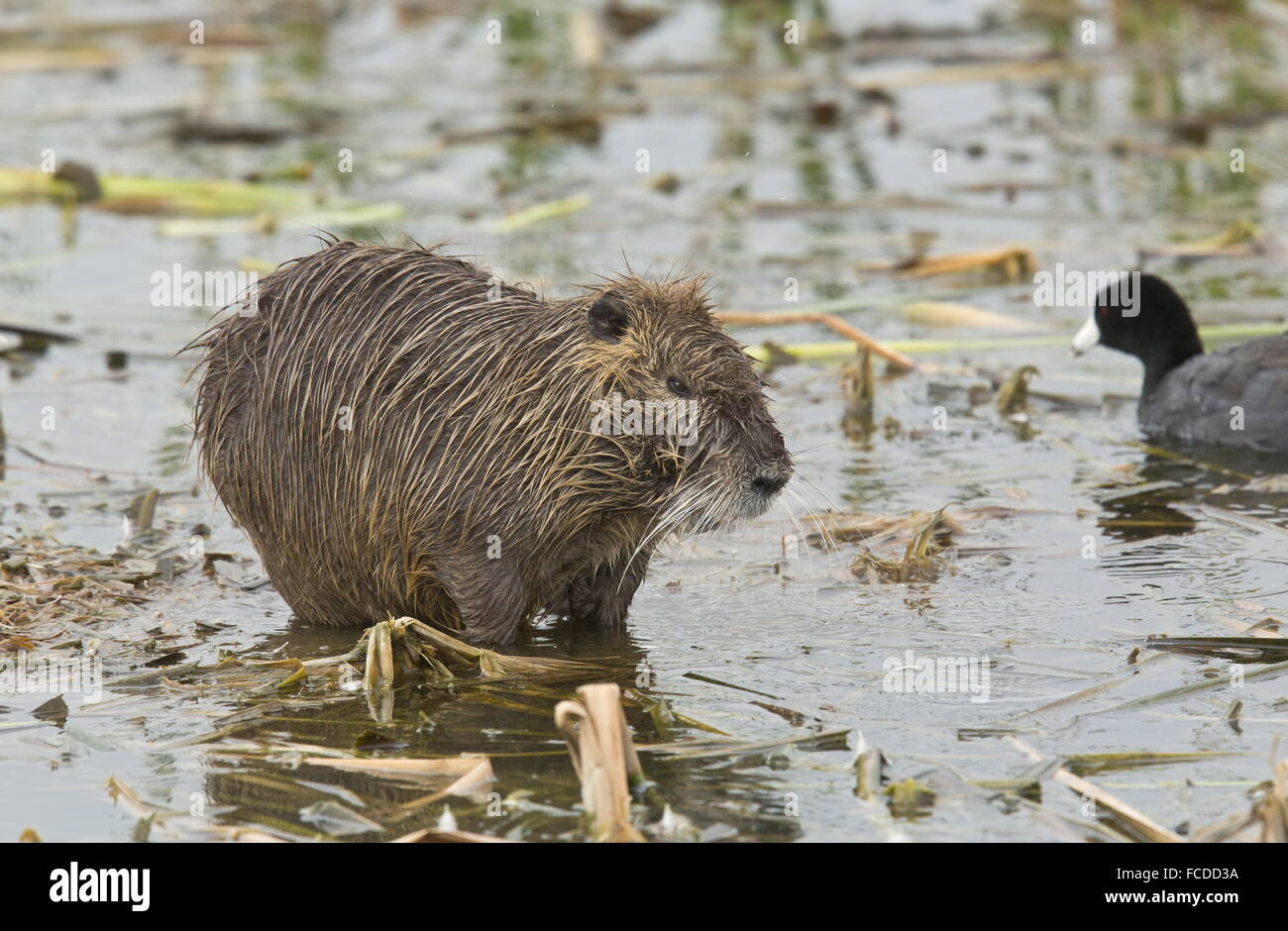 Coypu or Nutria, Myocastor coypus, at breeding colony, Port Aransas ...