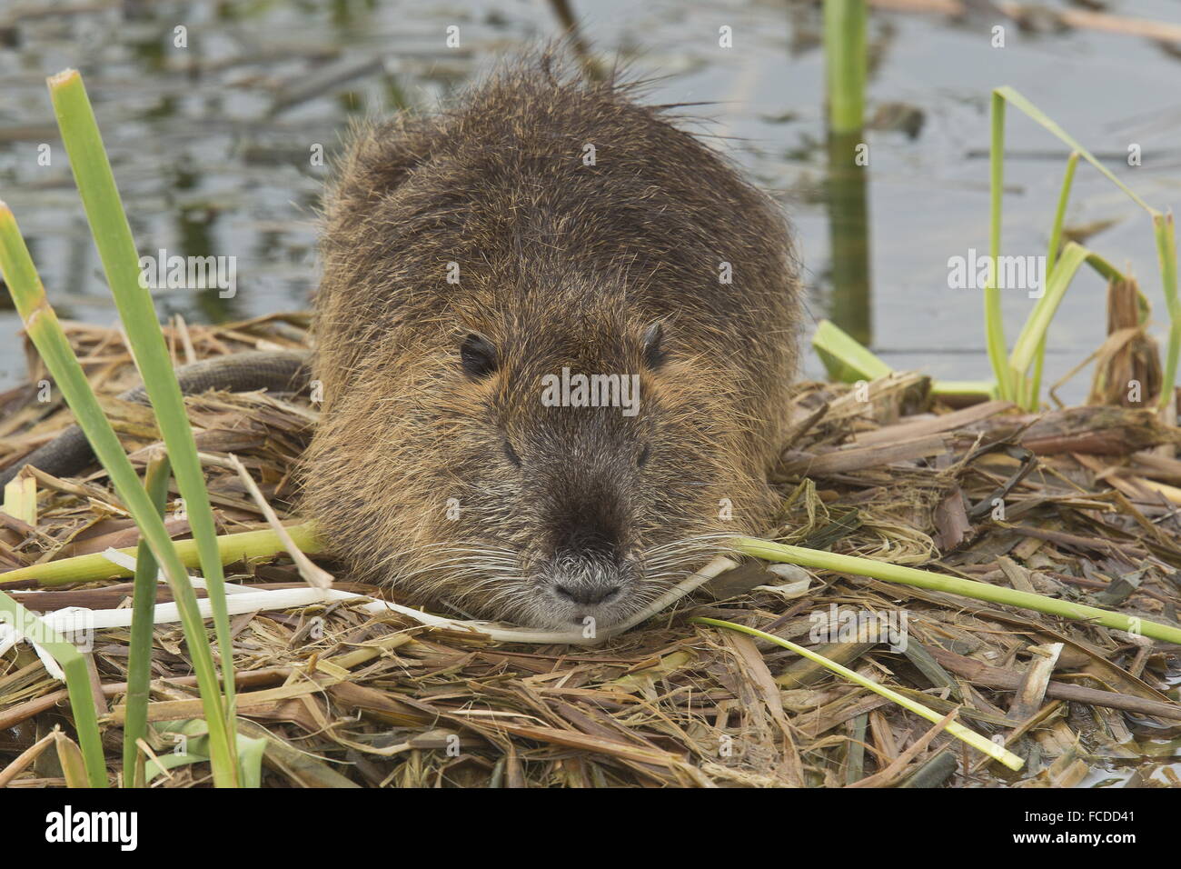 Aransas river hi-res stock photography and images - Alamy