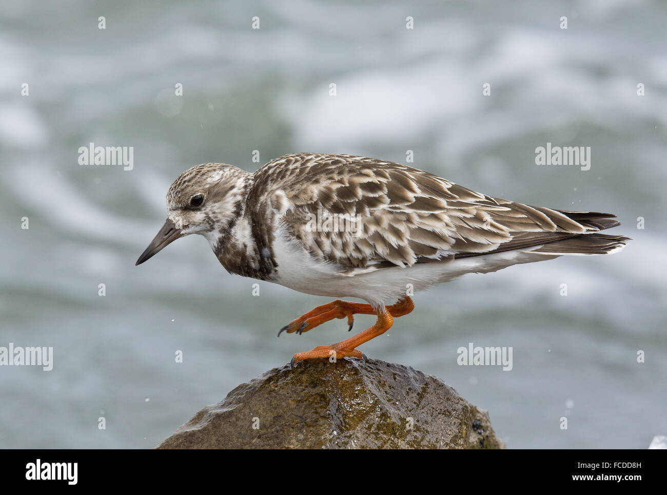 Turnstone winter plumage hi-res stock photography and images - Alamy