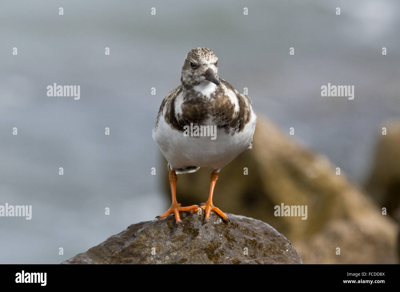Turnstone winter plumage hi-res stock photography and images - Alamy