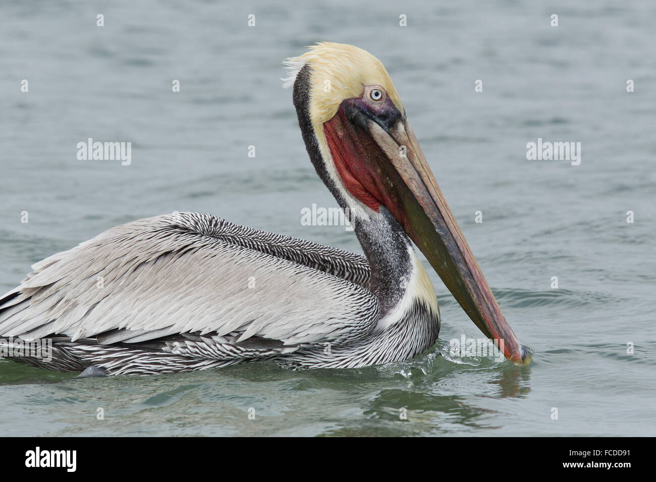 Texas Gulf Coast Birds High Resolution Stock Photography and Images - Alamy