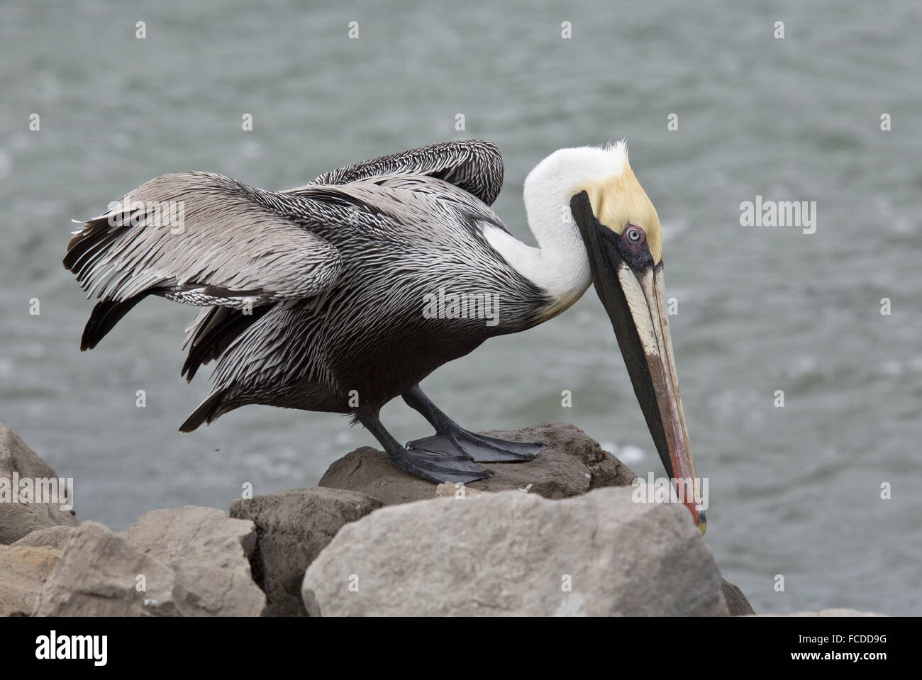 Texas Gulf Coast Birds High Resolution Stock Photography and Images - Alamy
