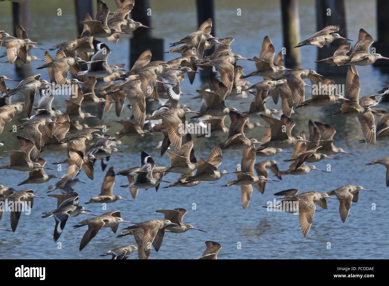 Willets hi-res stock photography and images - Alamy