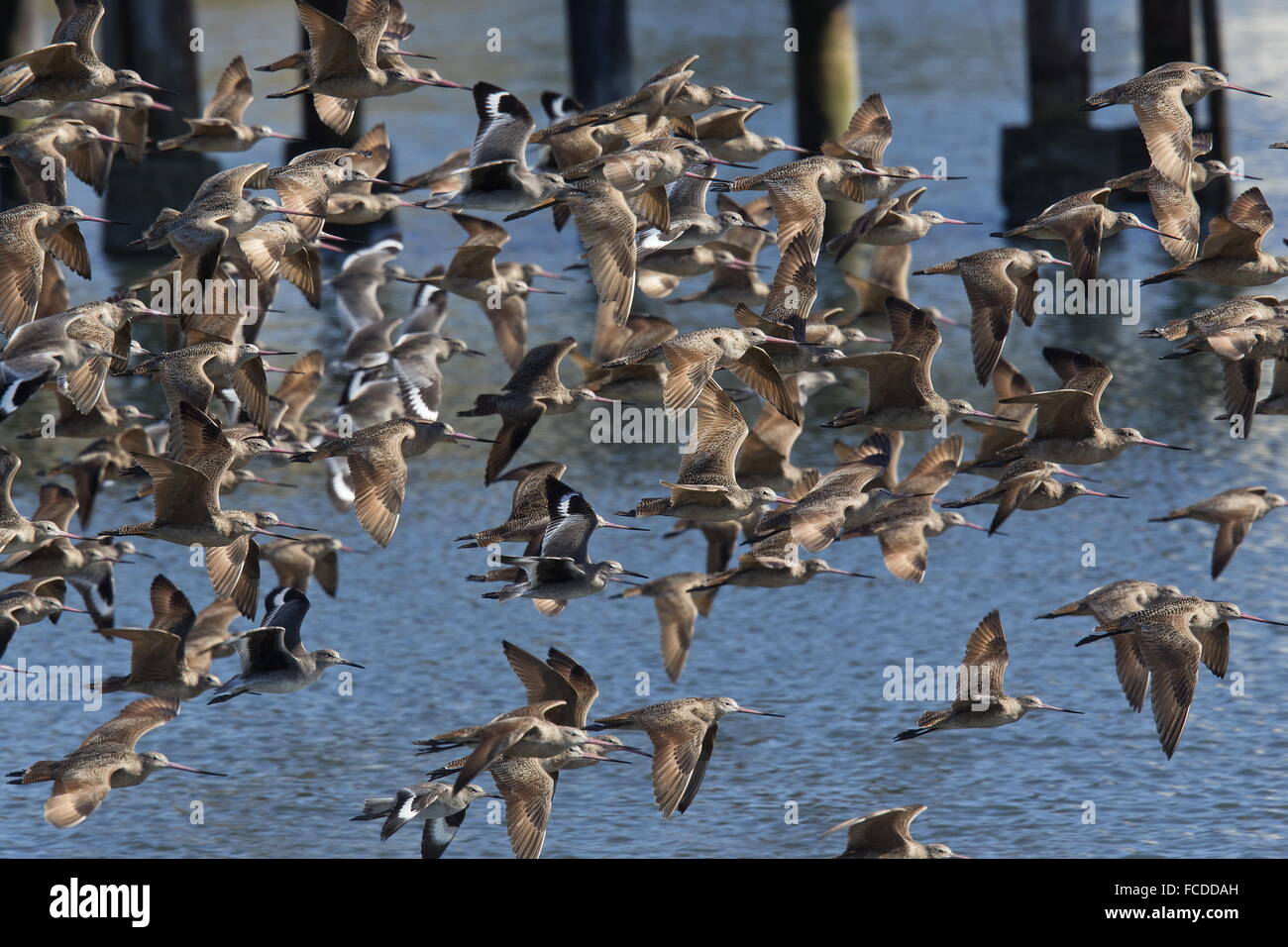 Marbled Godwits, Limosa fedoa with Willets in flight in winter at ...