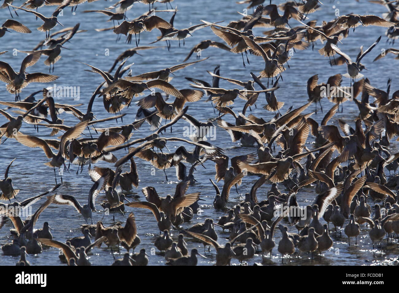 Godwit bird godwits birds hi-res stock photography and images - Alamy