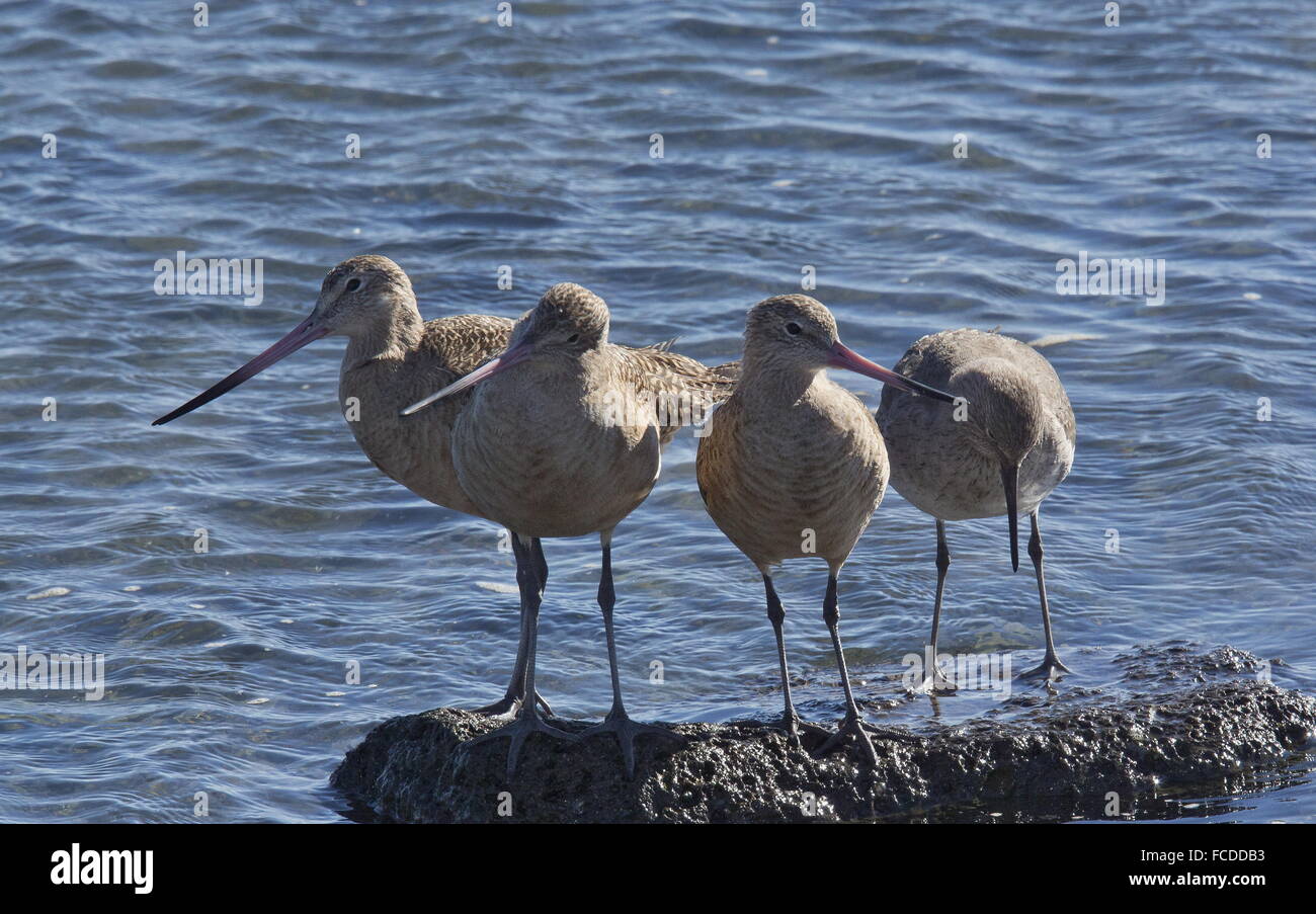 Limosa fedoa hi-res stock photography and images - Alamy