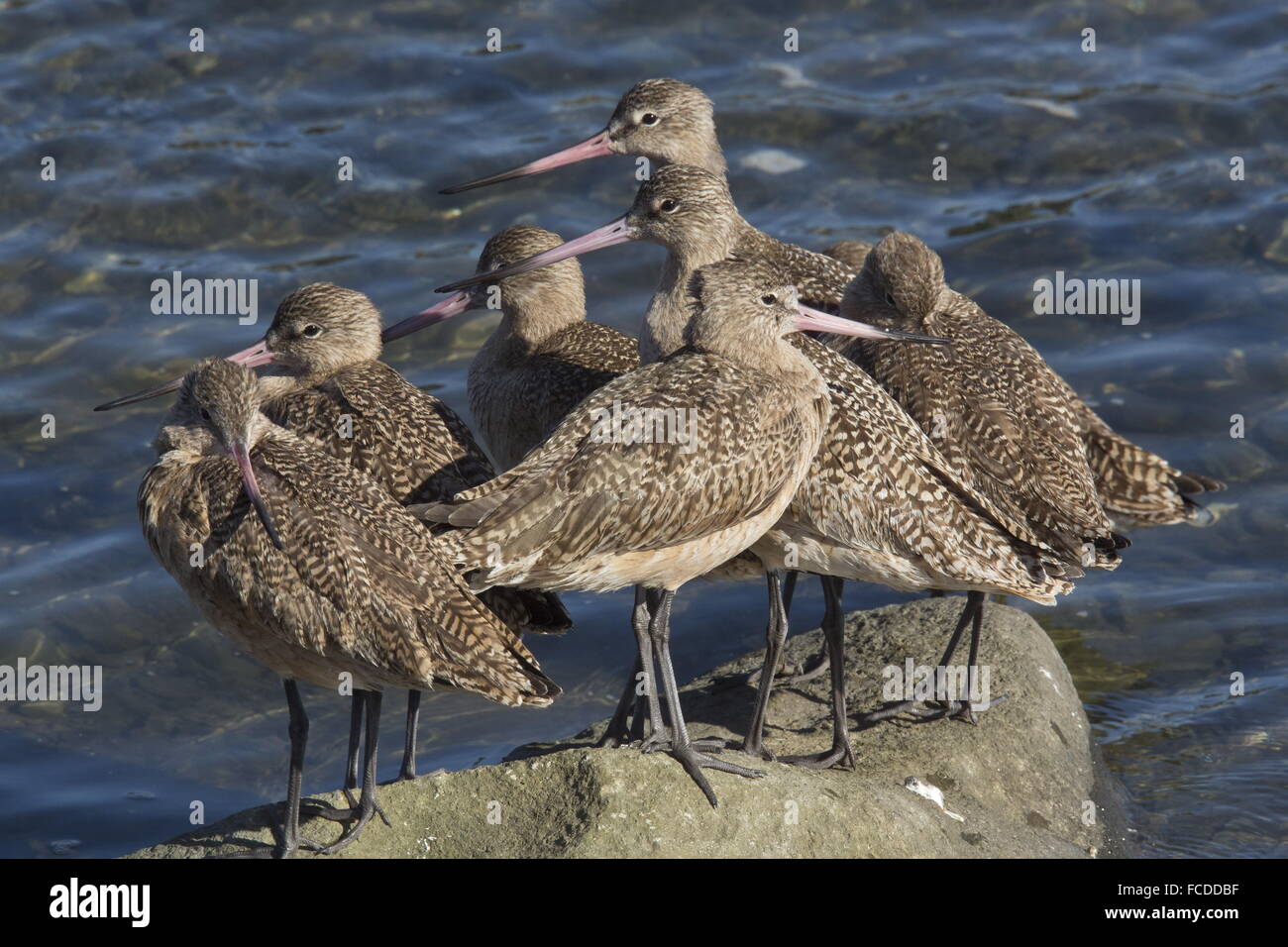 Limosa fedoa hi-res stock photography and images - Alamy
